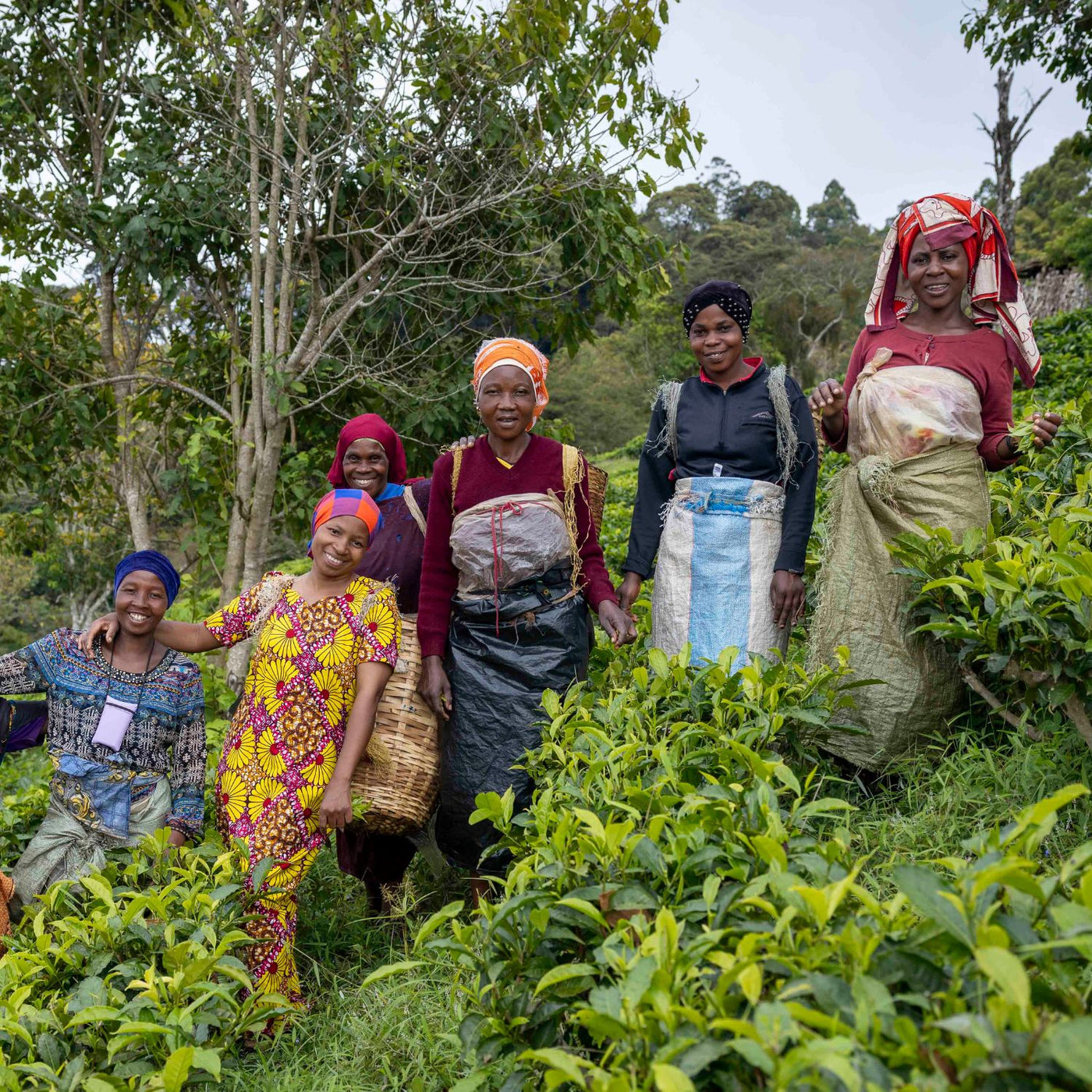 Specialty tea cooperatives